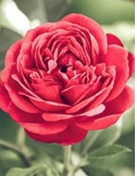 Rebecca "Becky" Rohrer Hummel - ShenandoahValleyObits.com ...