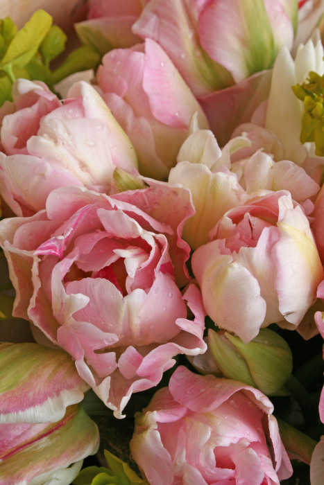 Deborah Ludwig - ShenandoahValleyObits.com | ShanandoahValleyObits.com