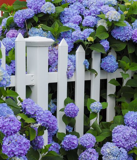 Barbara T. Wade - ShenandoahValleyObits.com | ShanandoahValleyObits.com